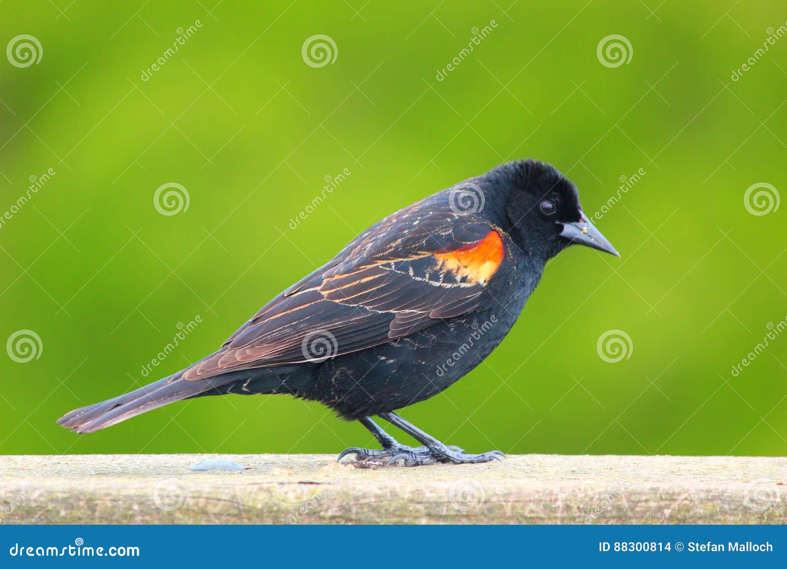 Leuke Rode Gevleugelde Zwarte Vogel Stock Foto - Image of avond, aardig ...