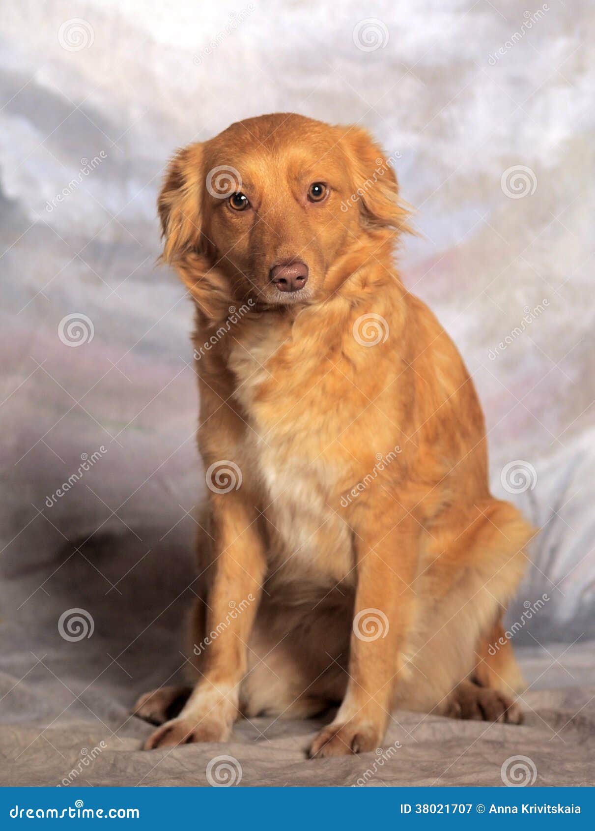 Leuke rode hond stock afbeelding. Image of hoofd, één - 38021707