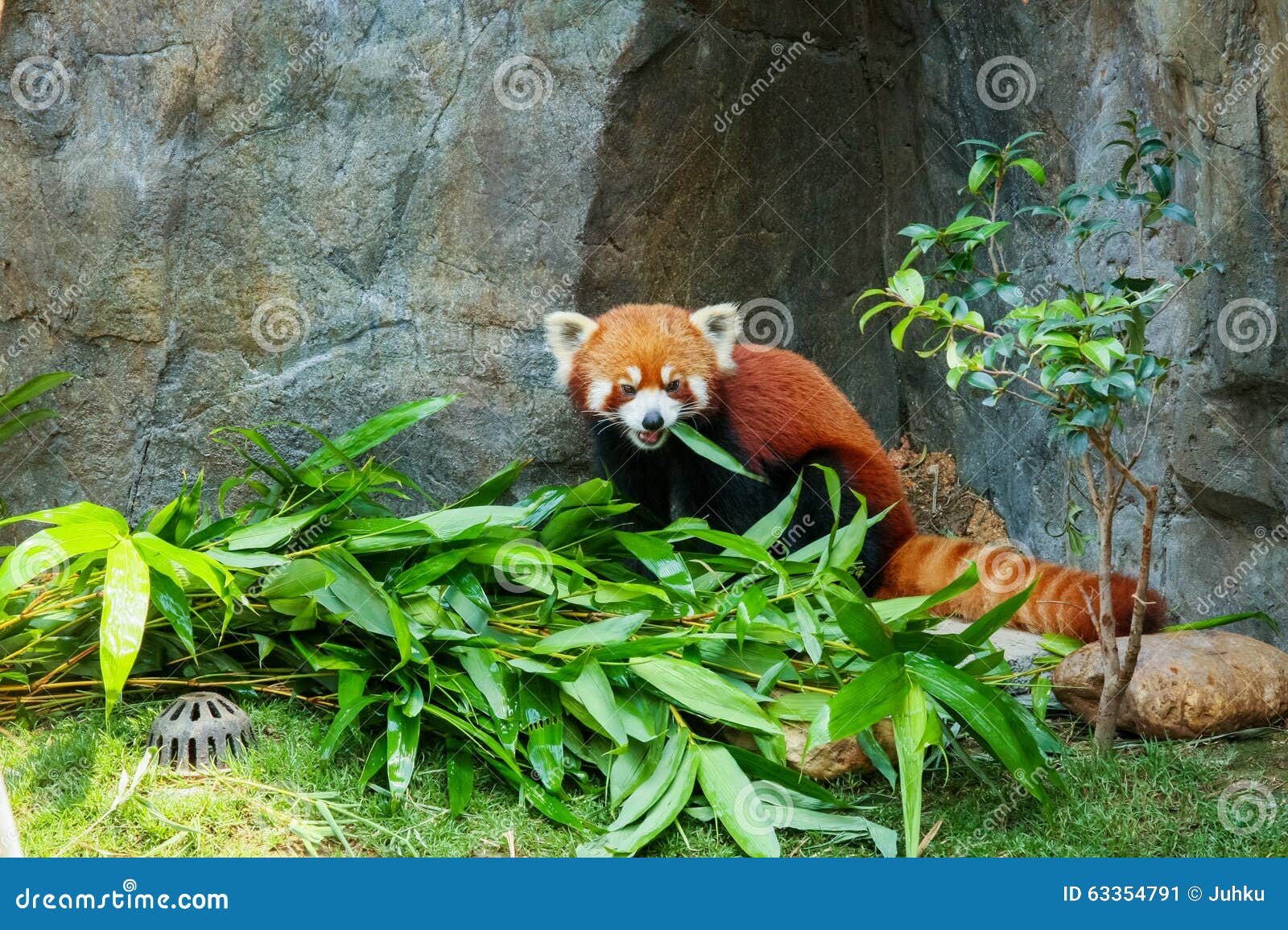 Leuke Rode Panda Die Bamboe Eten Stock Afbeelding - Image of china ...