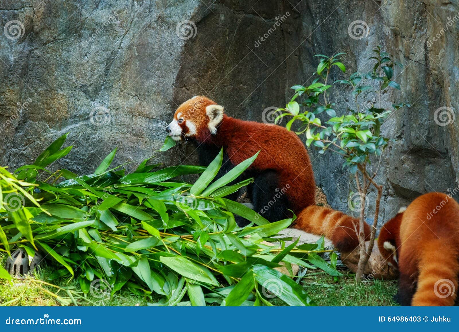 Leuke Rode Panda Die Bamboe Eten Stock Afbeelding - Image of zoogdier ...