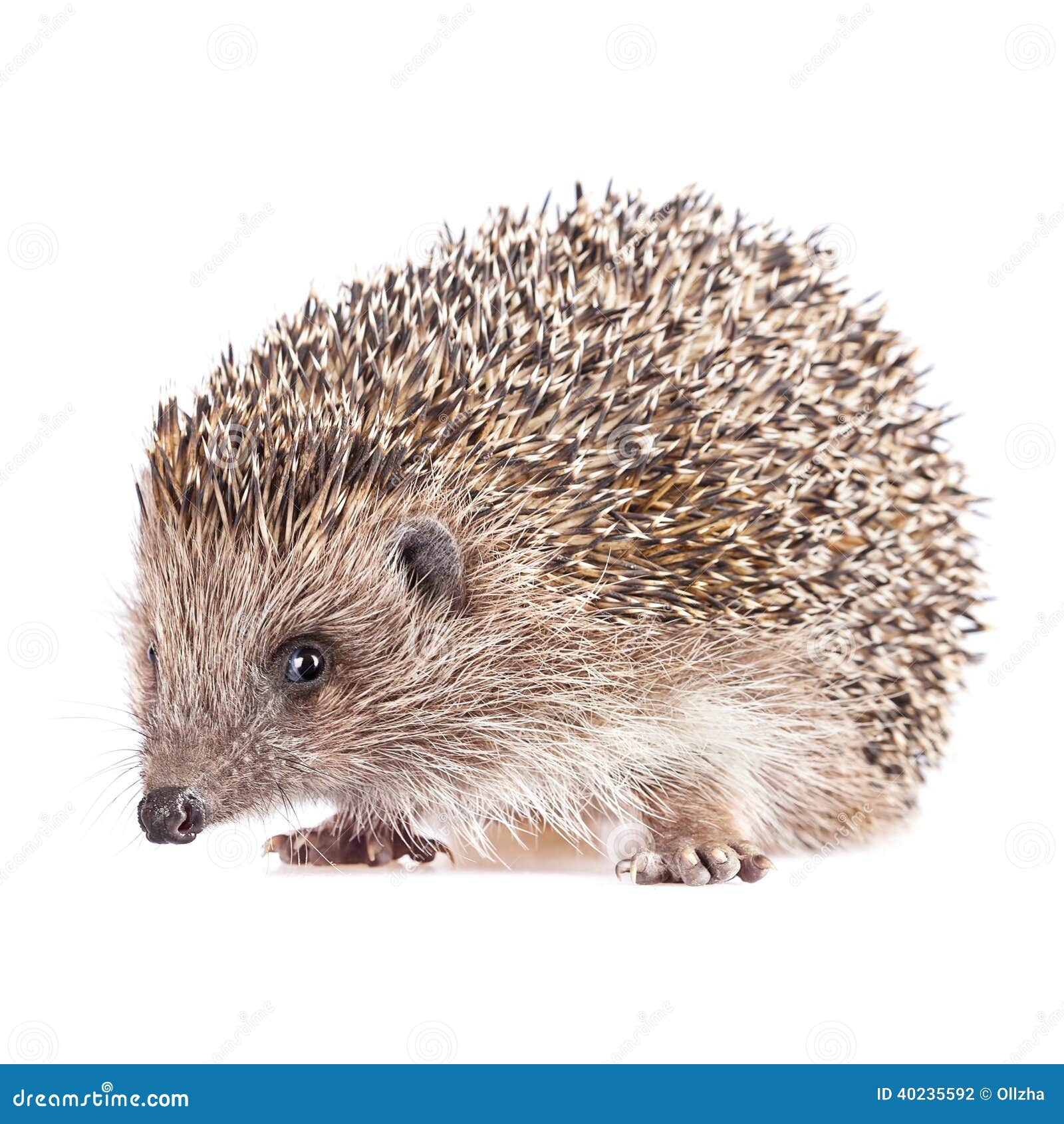 Leuke Wilde Die Egel Op Wit Wordt Geïsoleerd Stock Foto - Image of ...