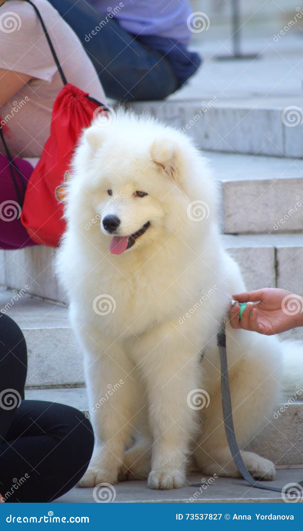 Leuke witte hond stock afbeelding. Image of aanhankelijkheid - 73537827