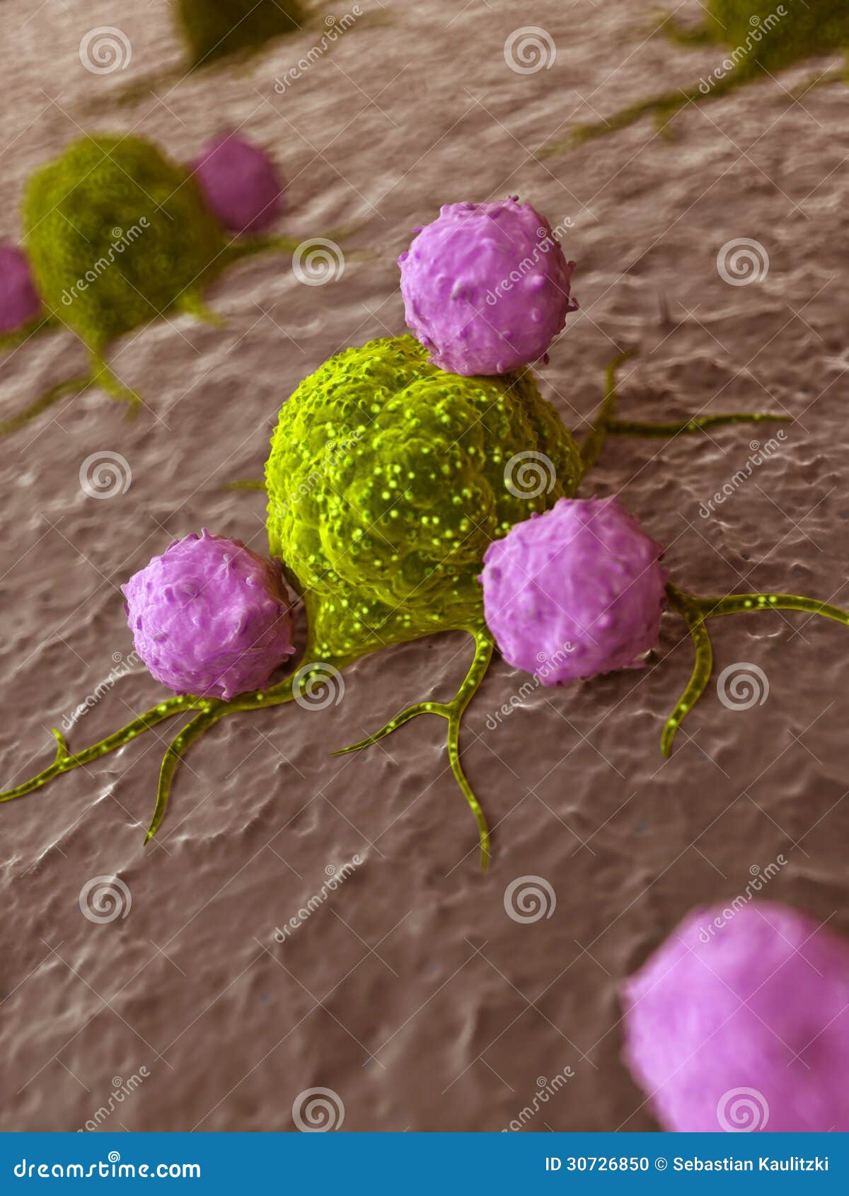 Leukocyt Som Anfaller En Cancercell Stock Illustrationer - Illustration ...