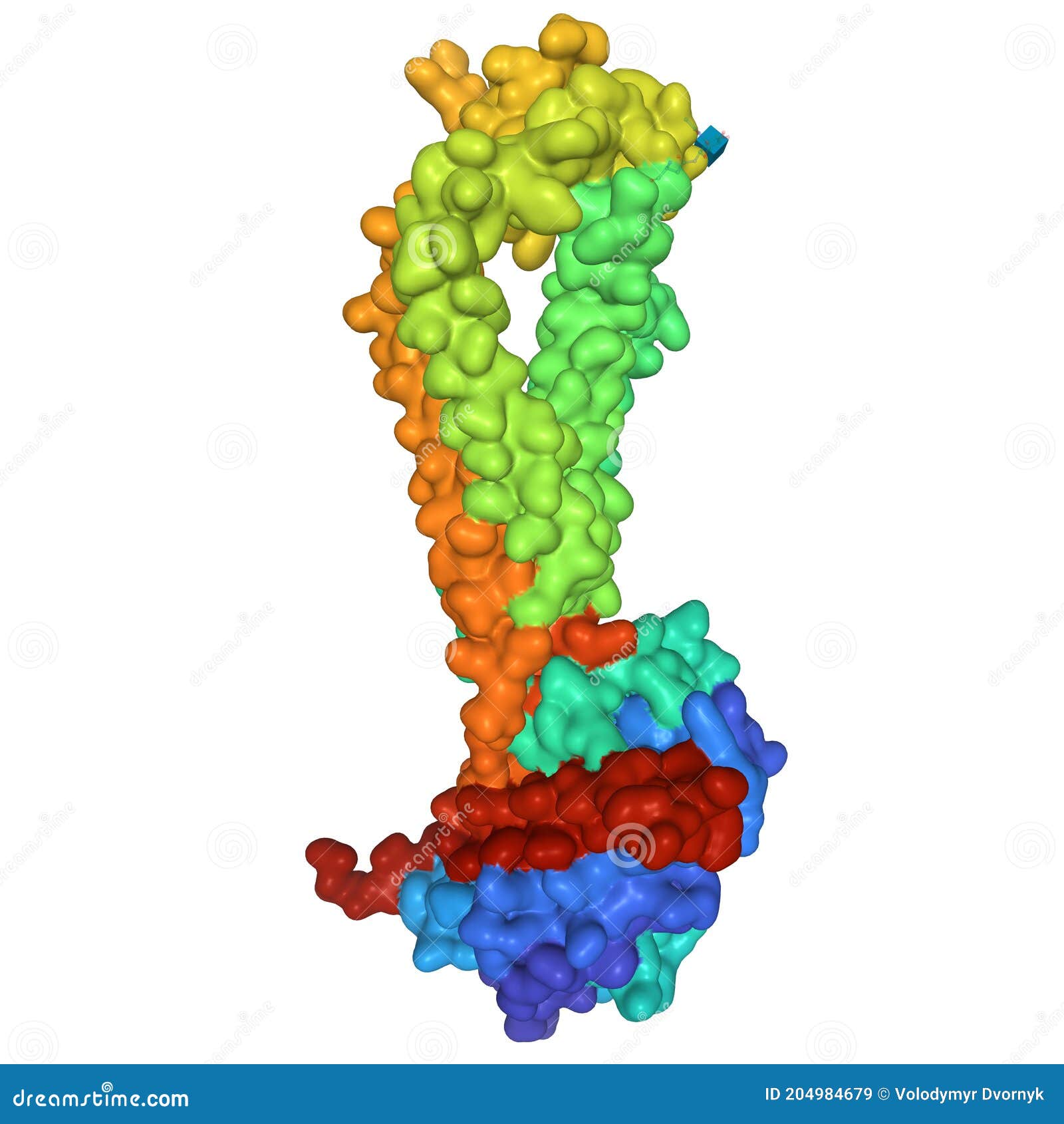 Crystal Structure of Human CD53, 3D Surface Model, White Background ...