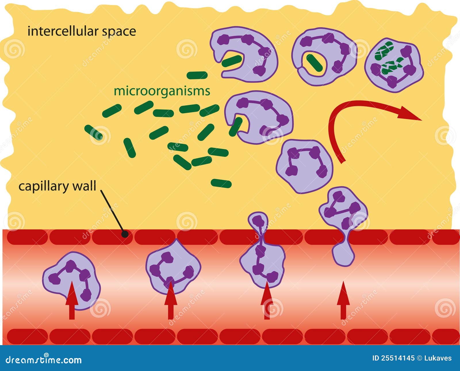 Leukocyten vector illustratie. Illustration of antilichamen - 25514145