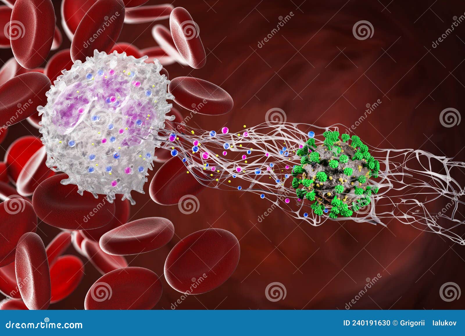 Leukocytes in the Blood. Neutrophils Make NETosis. 3d Render. Stock ...
