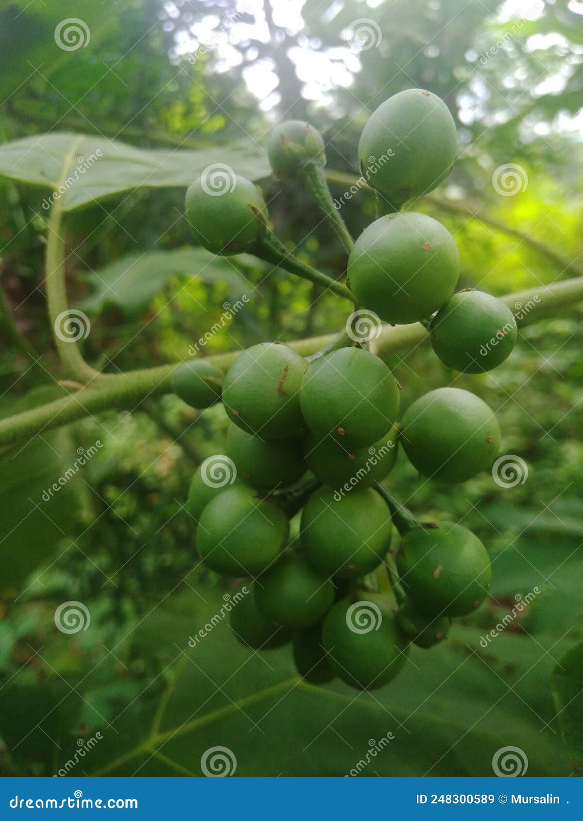 Leunca Fruit Stock Photos - Free & Royalty-Free Stock Photos from ...