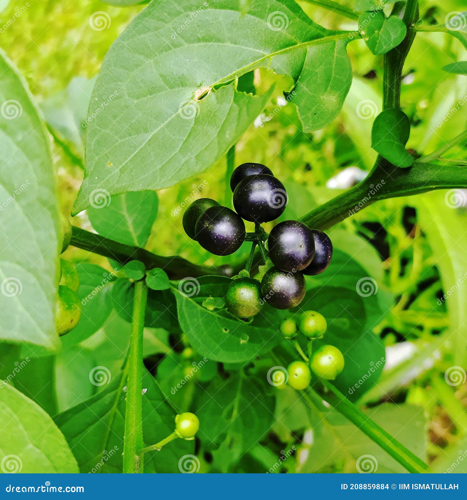 Leunca Vegetables that are Still in the Tree and Ready To Be Picked ...