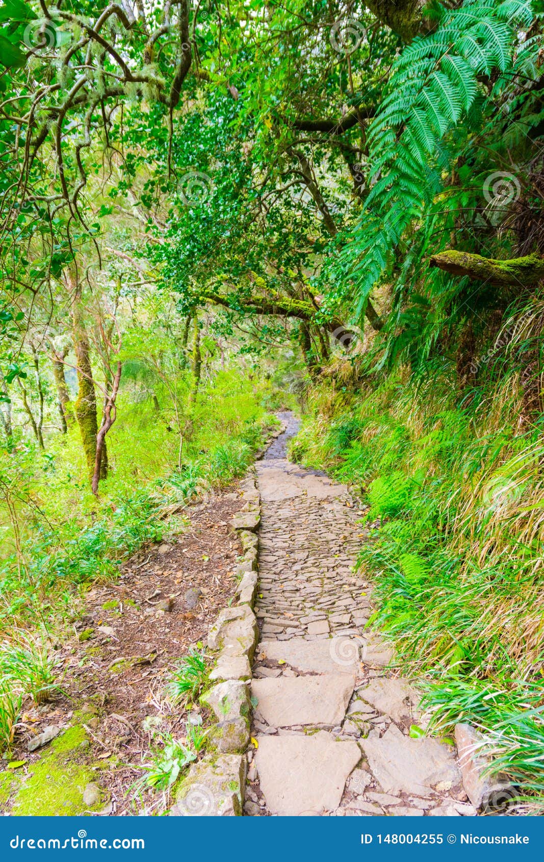 Levada Das 25 Fontes and Levada Do Risco Stock Image - Image of green ...