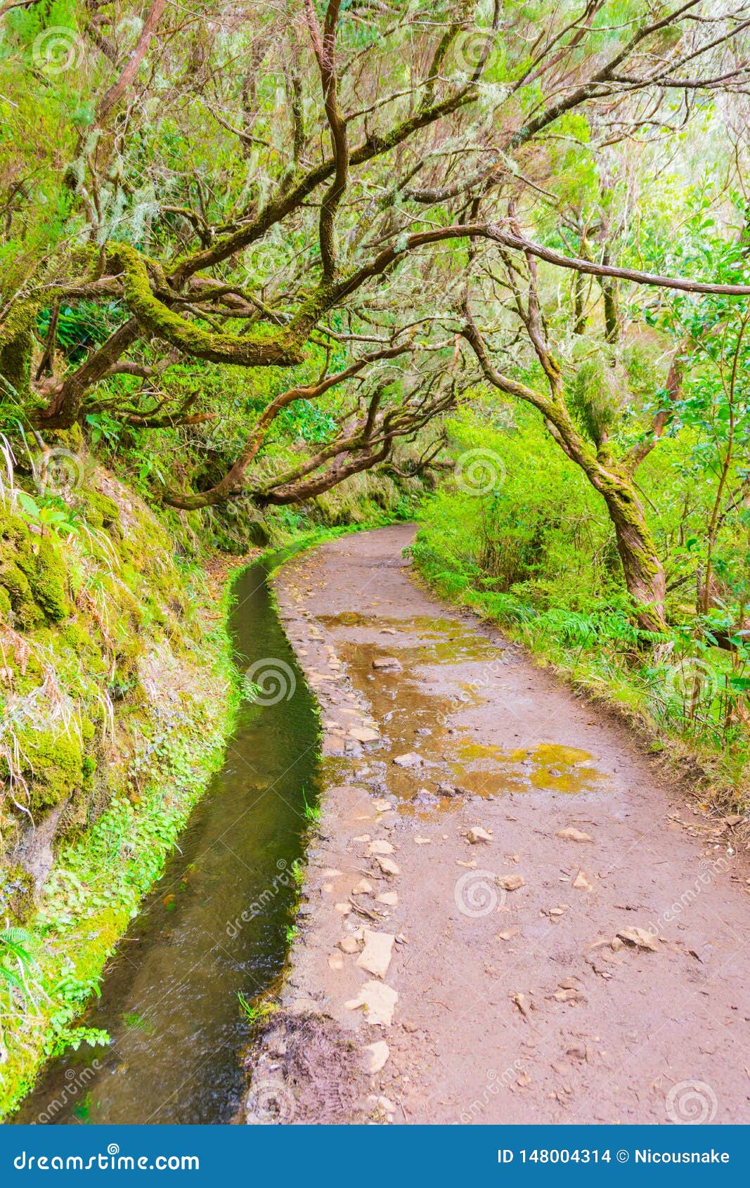 Levada Das 25 Fontes and Levada Do Risco Stock Photo - Image of outdoor ...