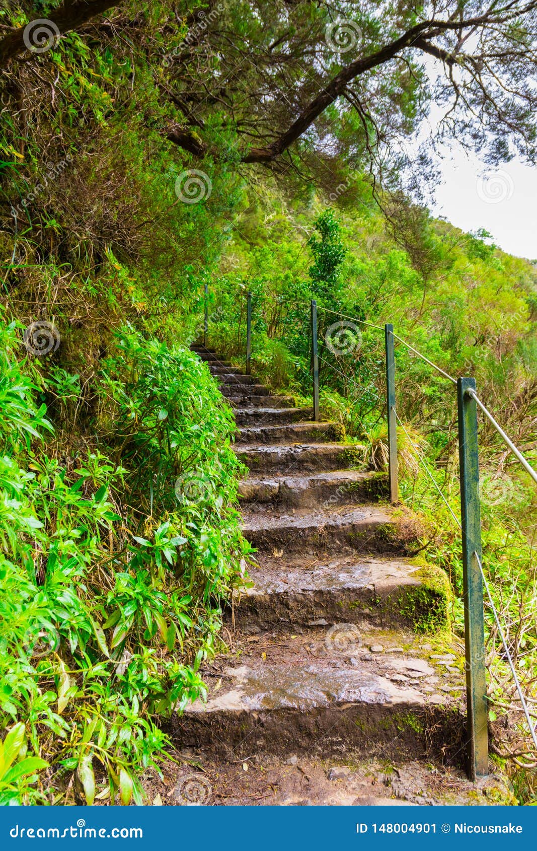 Levada Das 25 Fontes and Levada Do Risco Stock Image - Image of outdoor ...