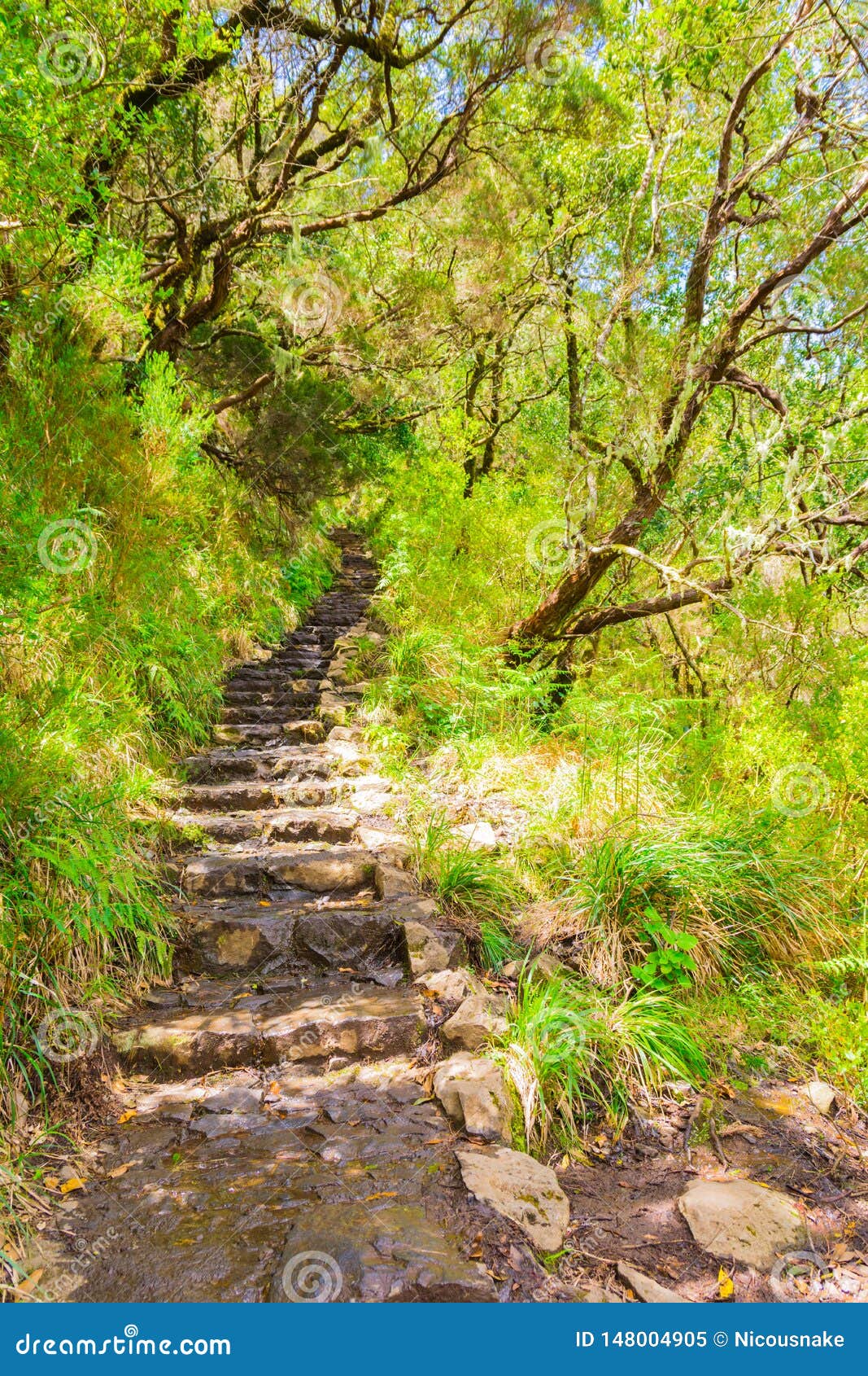 Levada Das 25 Fontes and Levada Do Risco Stock Image - Image of canal ...