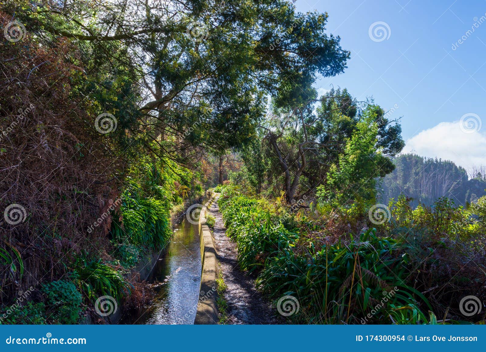 Levada Walk through Forest on Madeira, Portugal Stock Photo - Image of ...