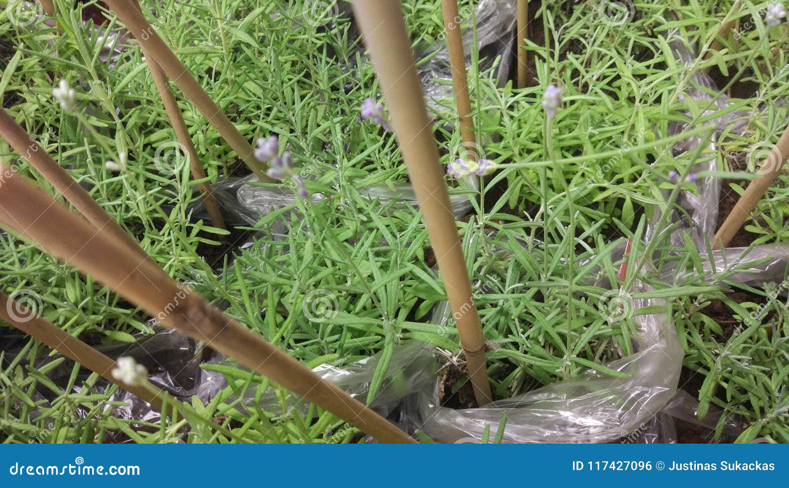 Levanda stock photo. Image of levanda, levandula, flowers - 117427096