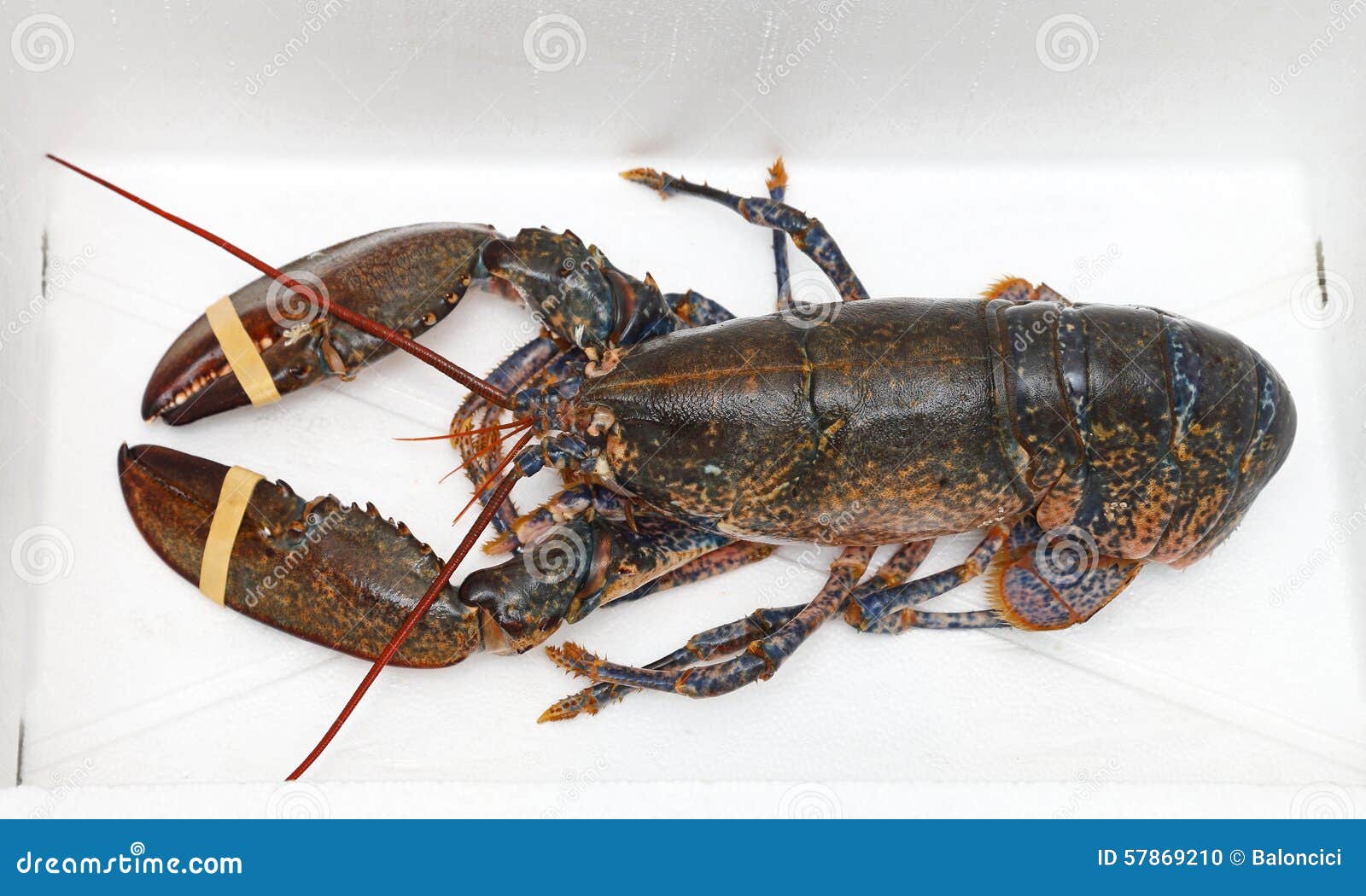 Levande hummer arkivfoto. Bild av angus, leva, ruta, jordluckrare ...