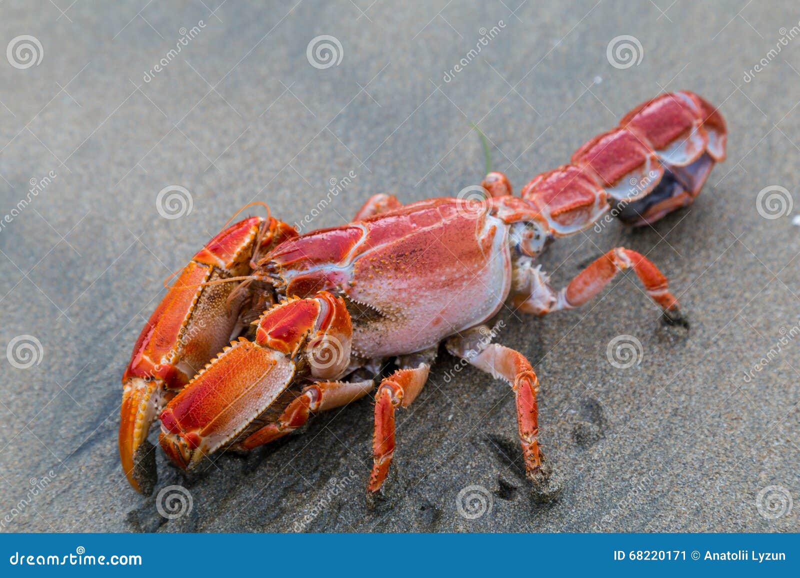 Levande hummercloseup fotografering för bildbyråer. Bild av tropiskt ...