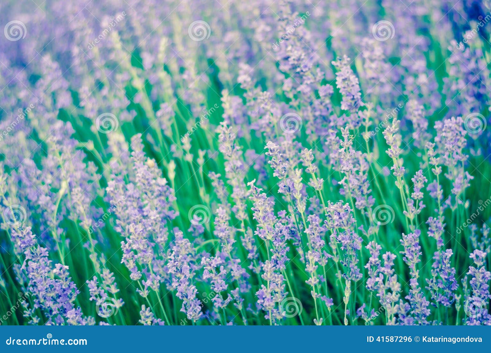 Levander stock foto. Image of retro, beeld, weide, geur - 41587296