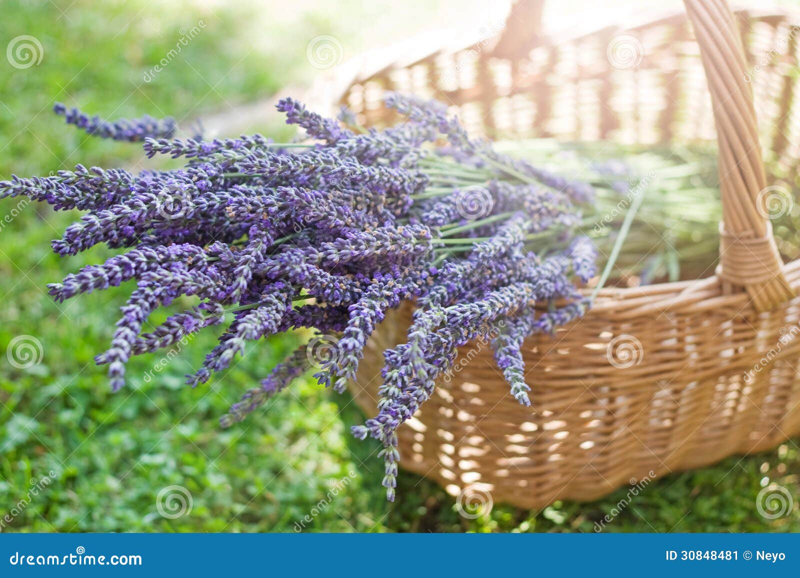 Levander stock image. Image of agriculture, nature, tasty - 30848481