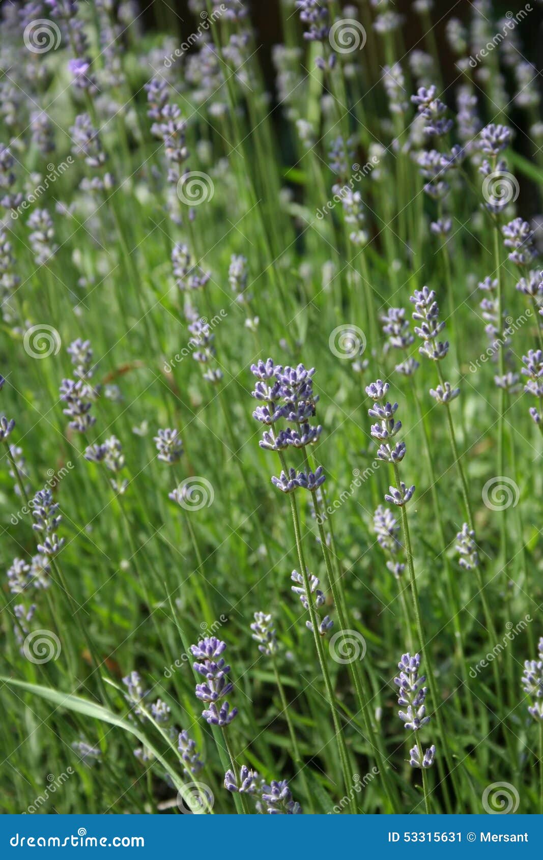Levander stock image. Image of colourful, flower, plants - 53315631