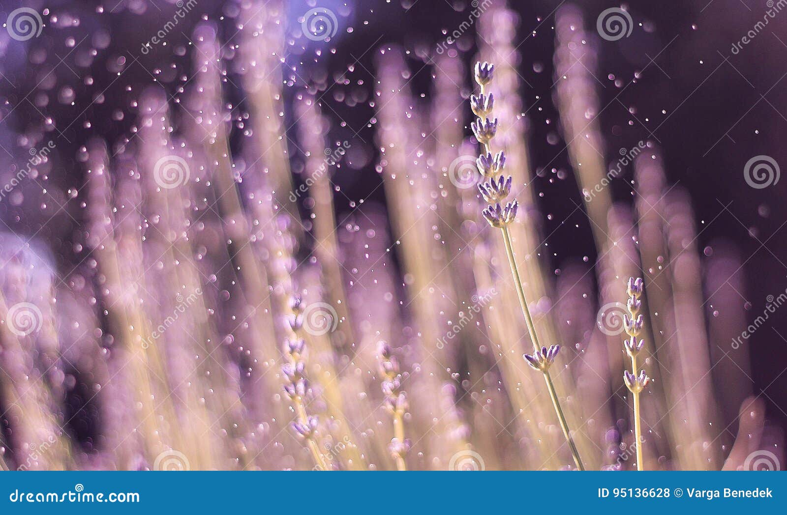 Levander editorial stock photo. Image of fresh, purple - 95136628