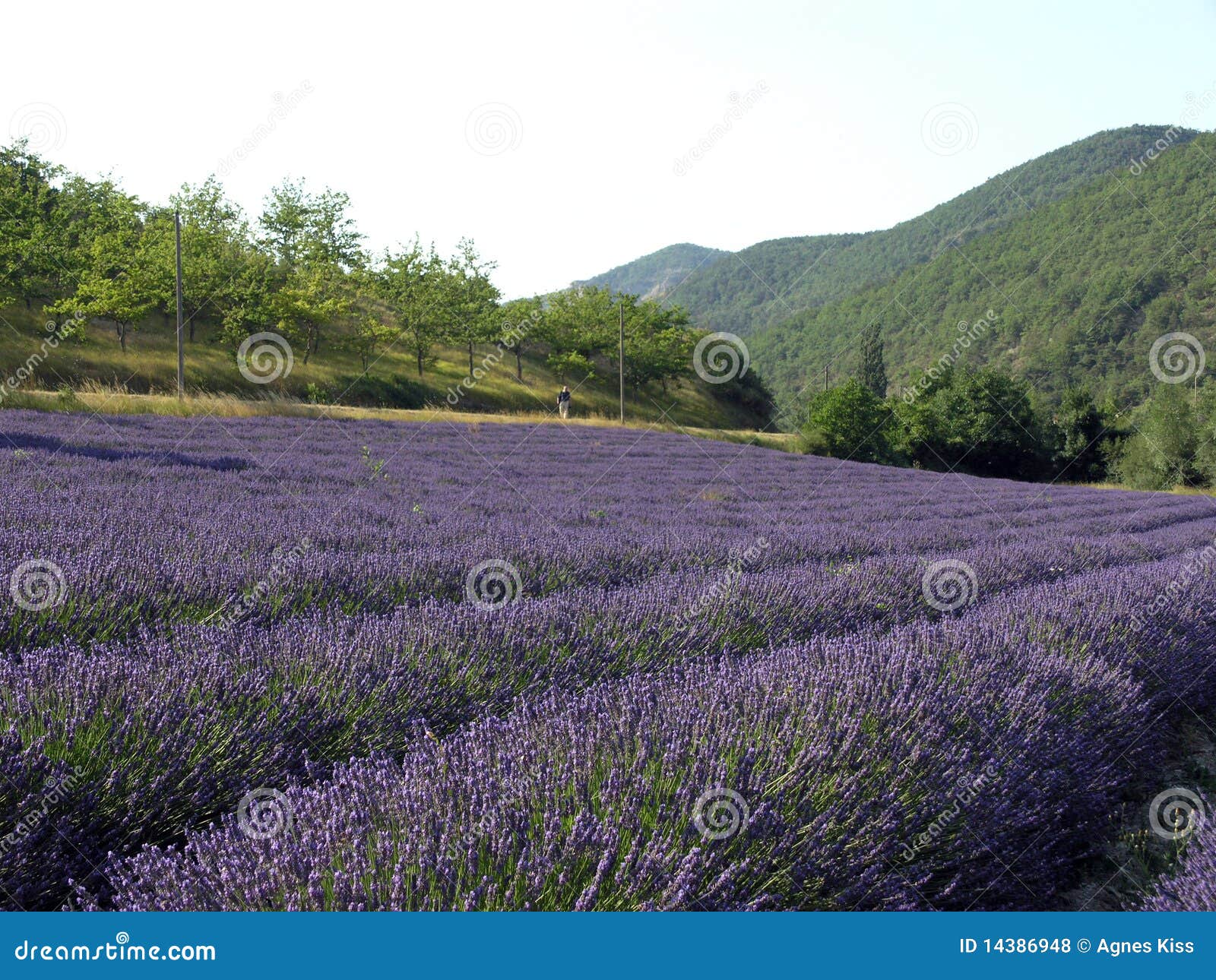 Levander field stock photo. Image of flower, franve, trees - 14386948