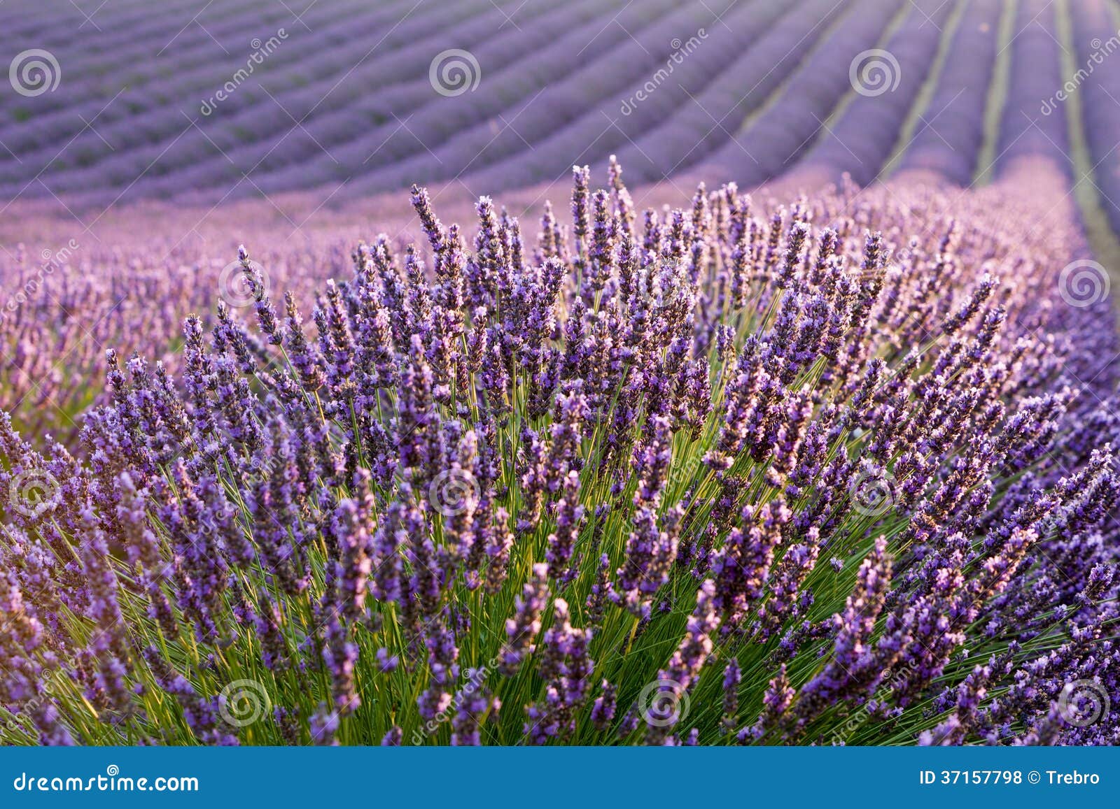Levander field stock photo. Image of agriculture, summer - 37157798