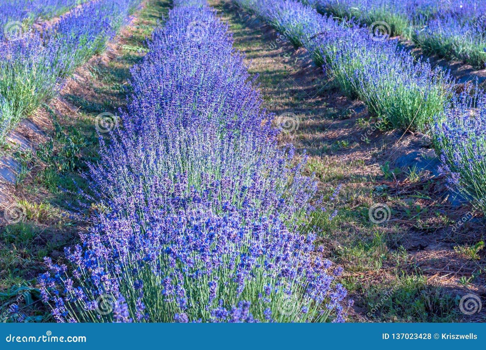 Levander Flower on the Garden Stock Photo - Image of plantation, macro ...