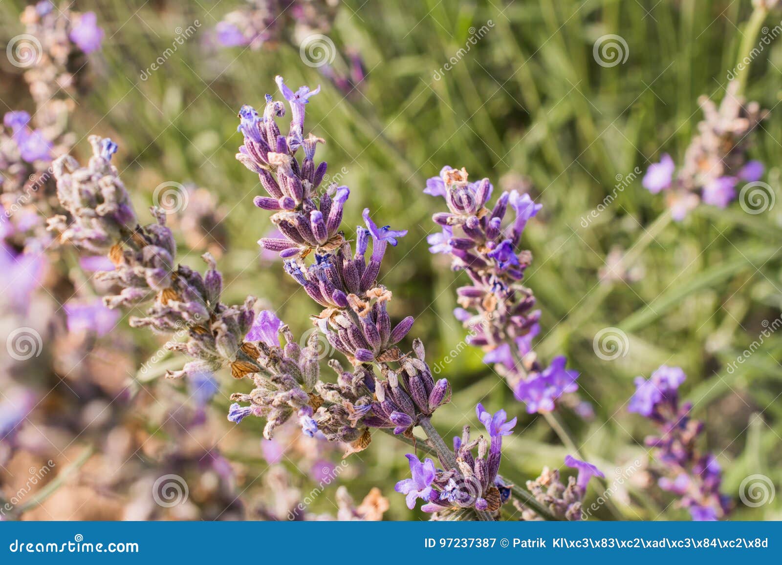 Levander Flower Growing in Garden Stock Image - Image of garden, blue ...
