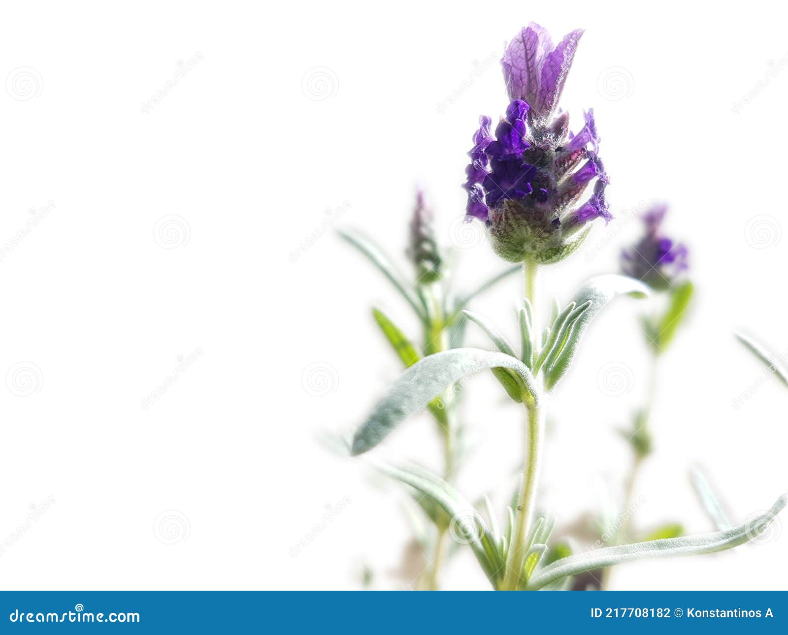 Levander Flower Isolaed for Background Stock Photo - Image of isolated ...
