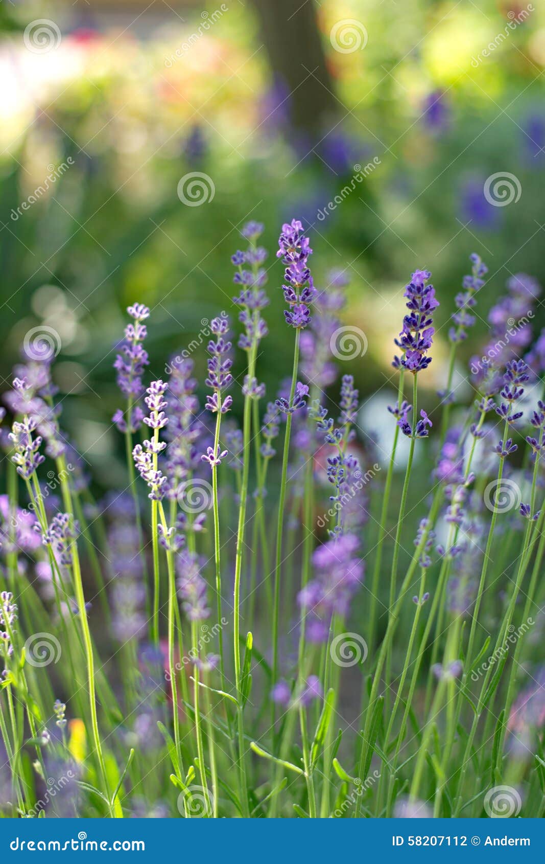 Levander stock photo. Image of farm, flower, landscape - 58207112