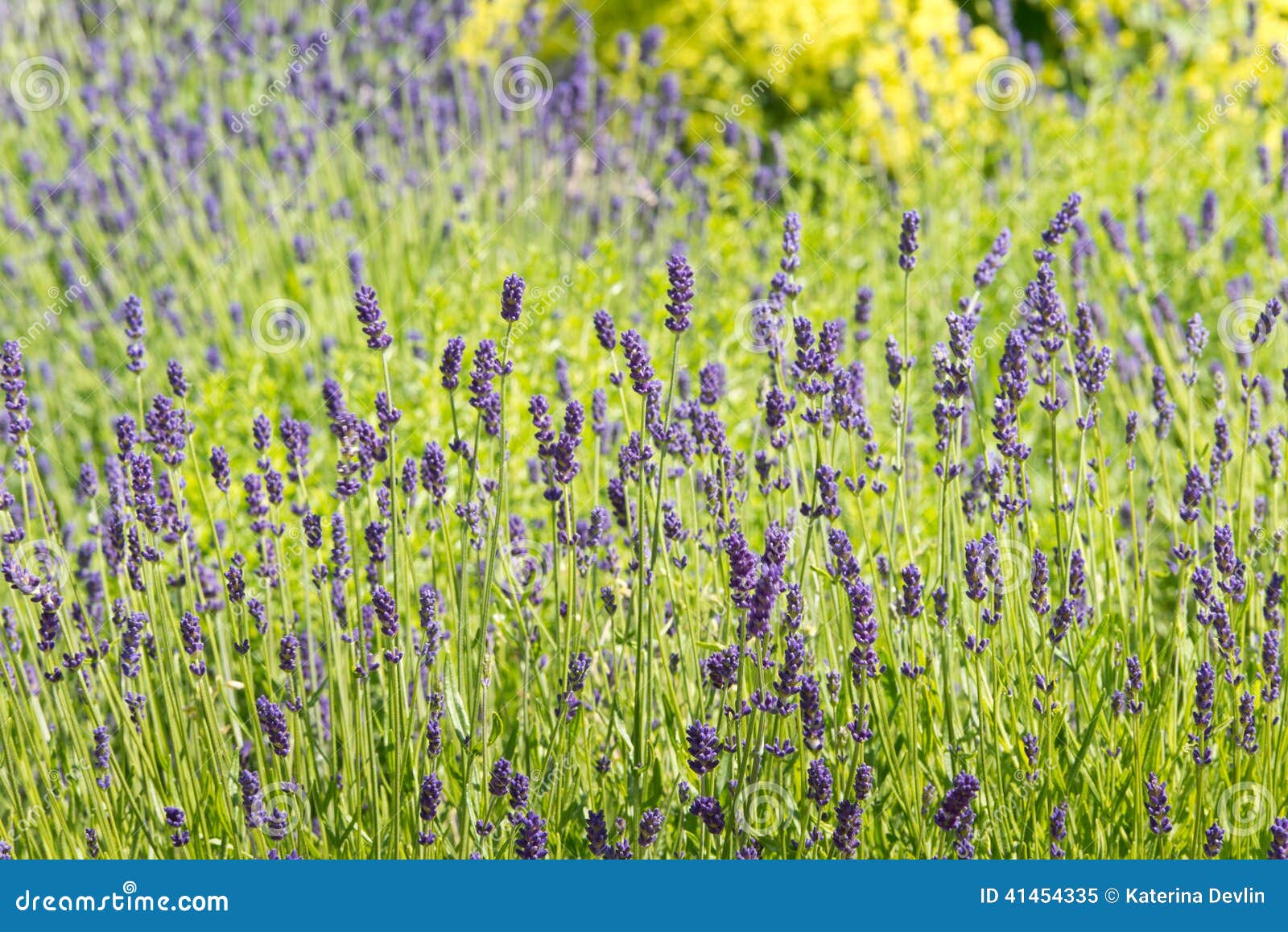 Levander stock image. Image of flower, harvest, field - 41454335