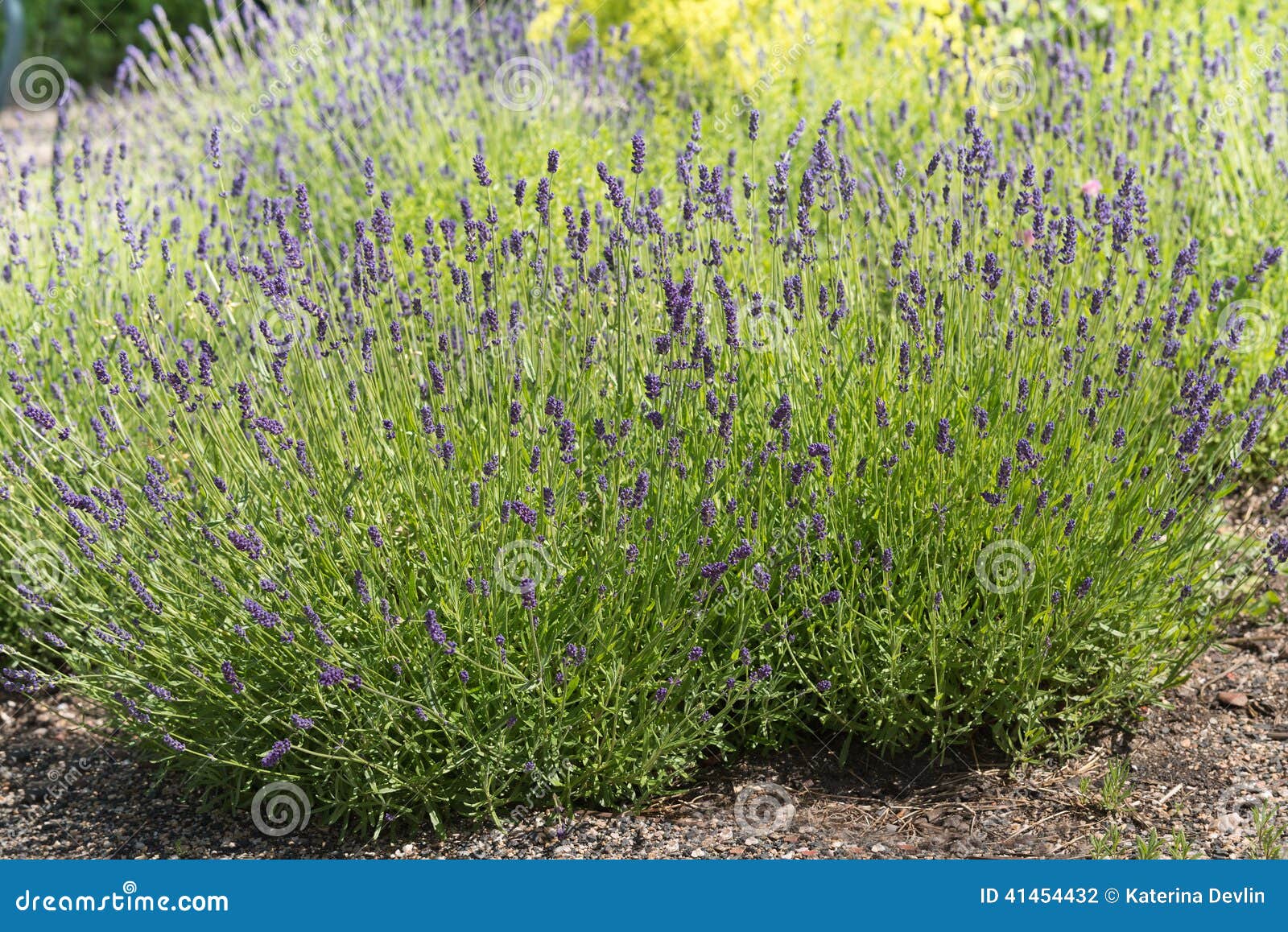 Levander stock photo. Image of macro, herbal, levander - 41454432