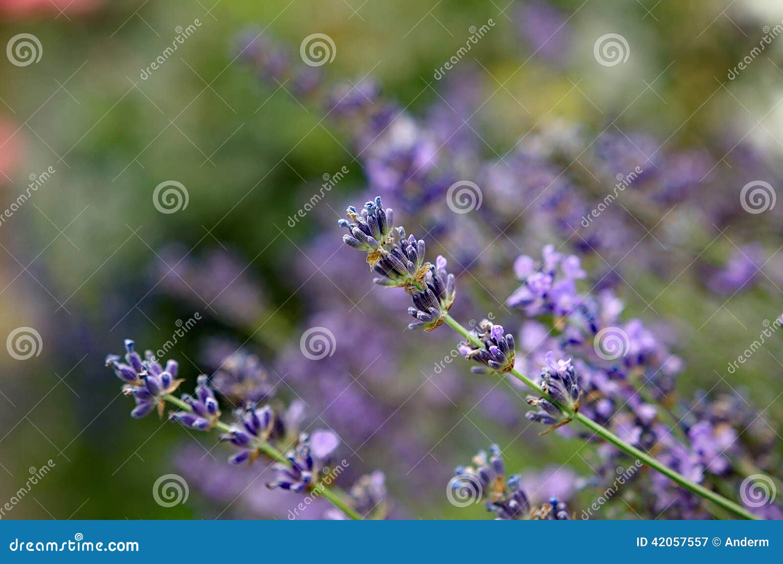 Levander stock image. Image of blossom, floral, flower - 42057557