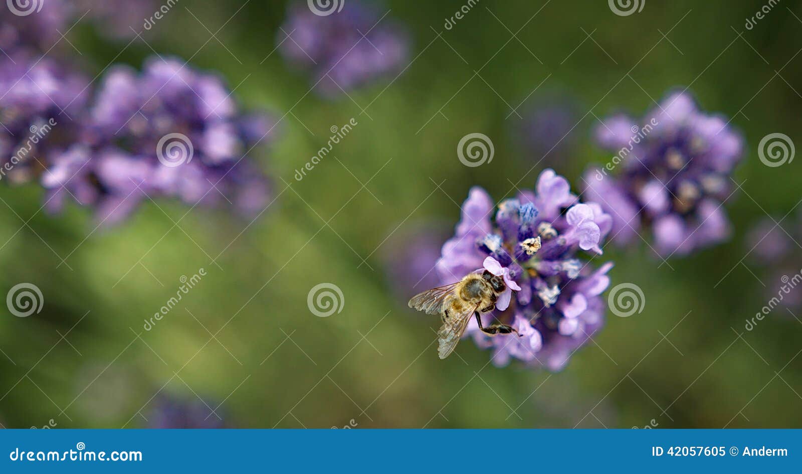 Levander stock image. Image of field, natural, agriculture - 42057605