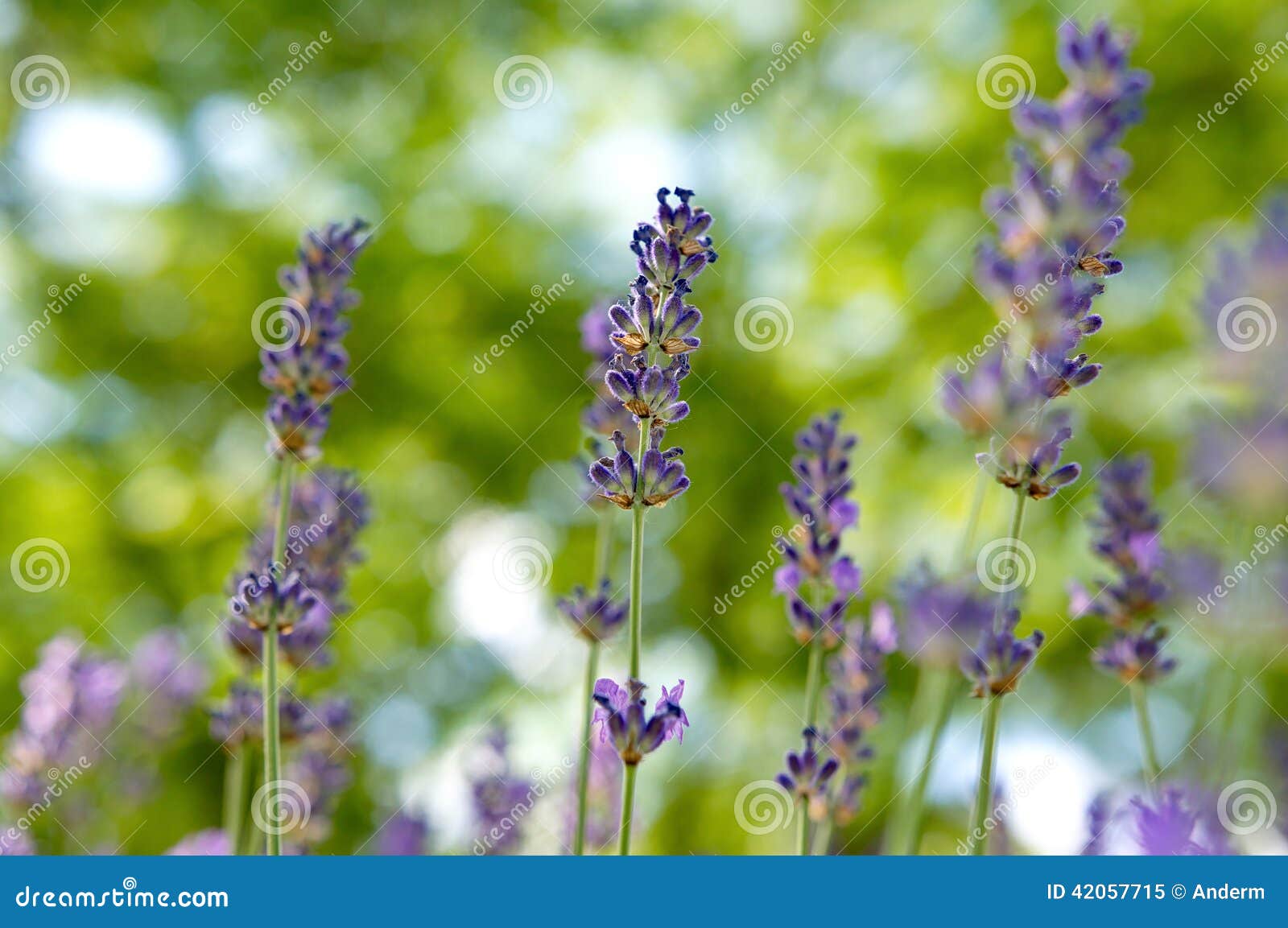 Levander stock image. Image of perfume, nature, country - 42057715
