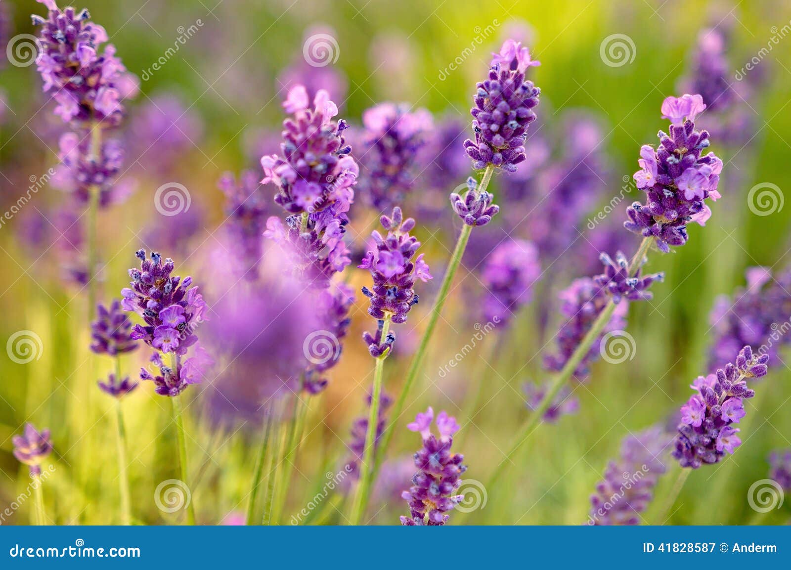 Levander stock image. Image of herbal, countryside, purple - 41828587