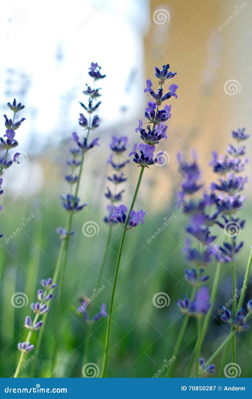 Levander stock image. Image of blue, blossom, floral - 70850287