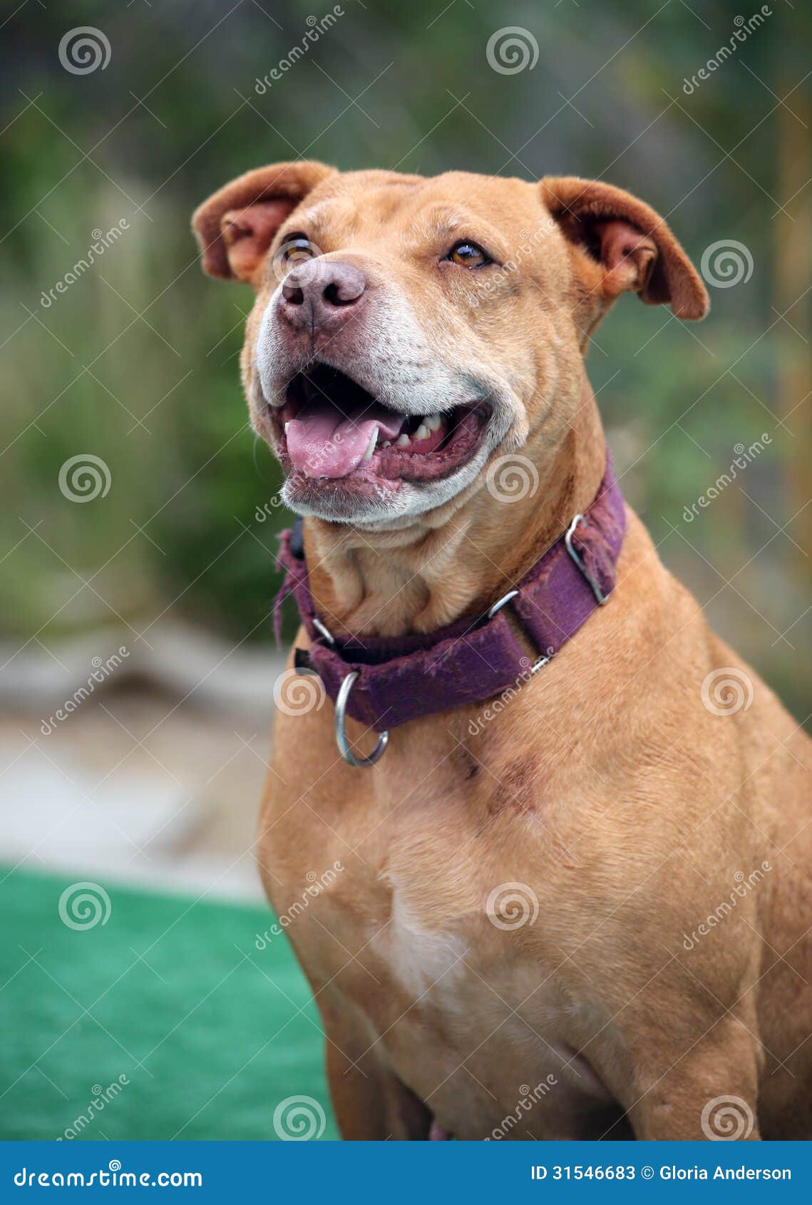 Levantamento De Sorriso Do Pitbull Imagem de Stock - Imagem de nadada ...