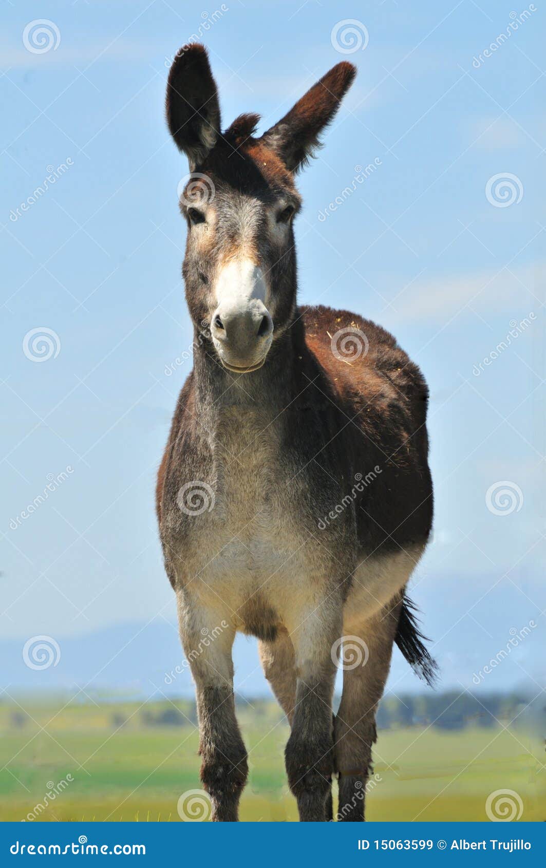 Levantando a mula imagem de stock. Imagem de animal, mula - 15063599