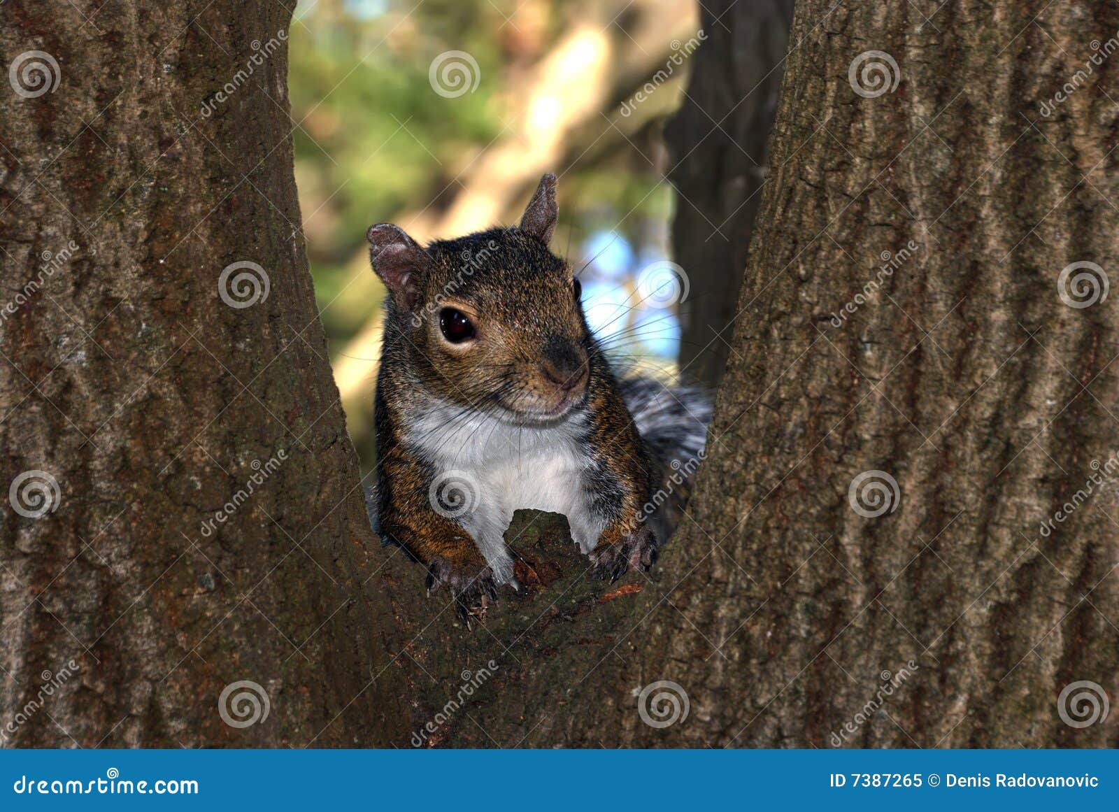 Levantando o esquilo imagem de stock. Imagem de floresta - 7387265