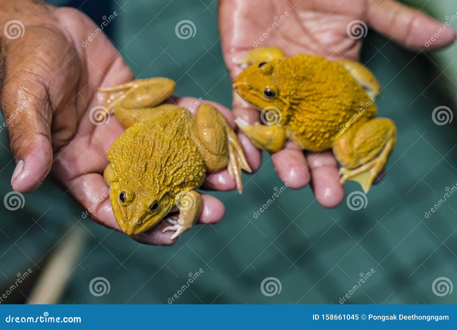 Levantando Ranas De Carne Para Comer Imagen de archivo - Imagen de ...