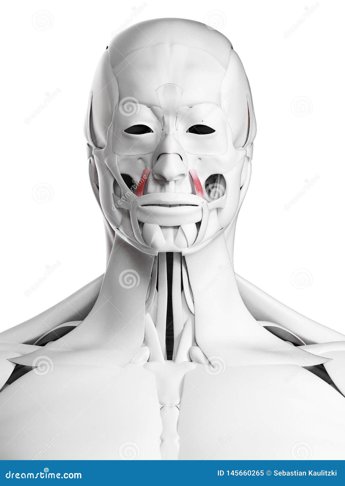 The levator anguli oris stock illustration. Illustration of fitness ...