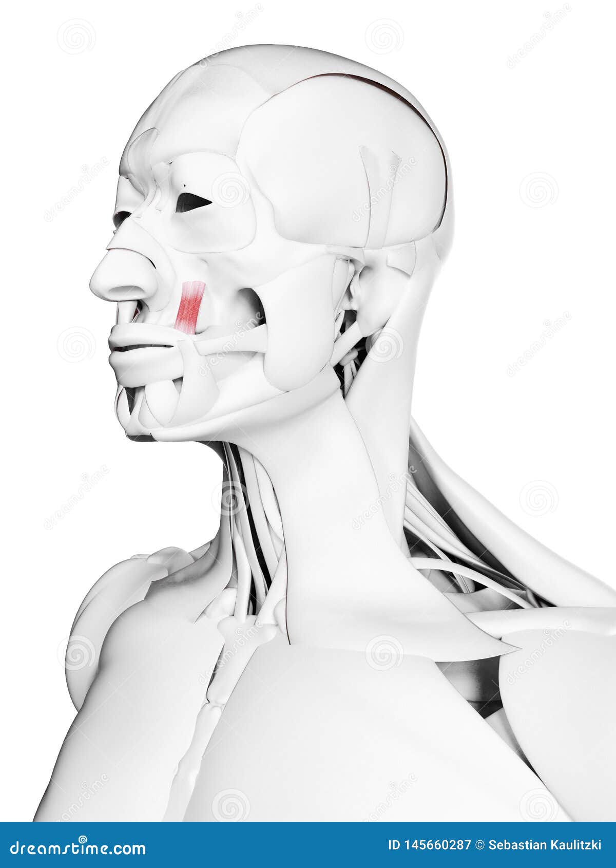 The levator anguli oris stock illustration. Illustration of muscular ...