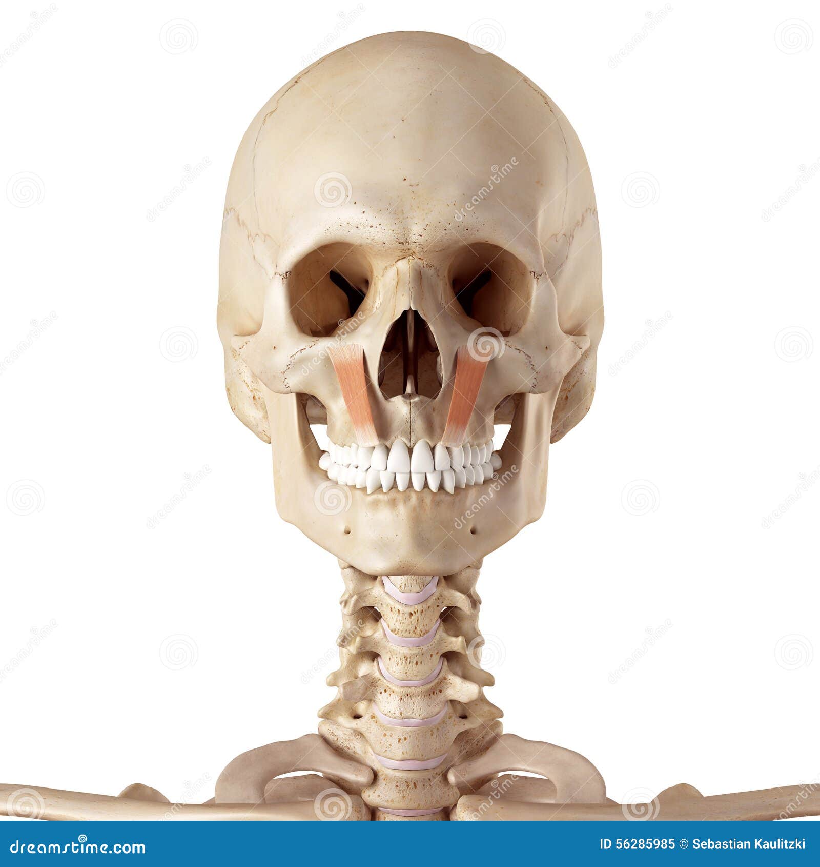 The Levator Labii Superioris Stock Illustration - Illustration of ...