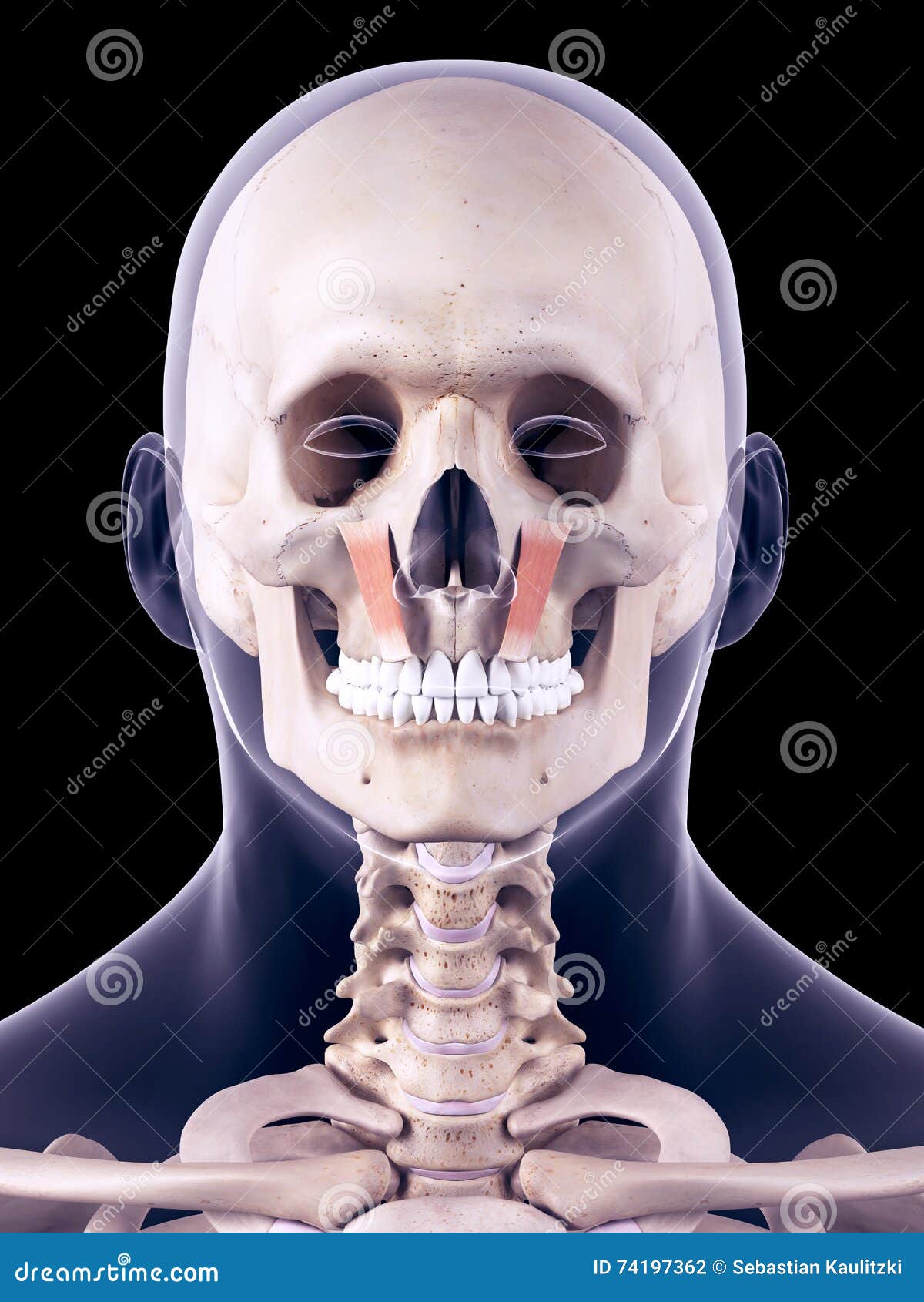 The Levator Labii Superioris Stock Illustration - Illustration of ...