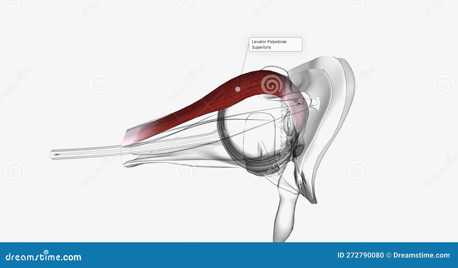 Superior Levator Palpebrae Muscle