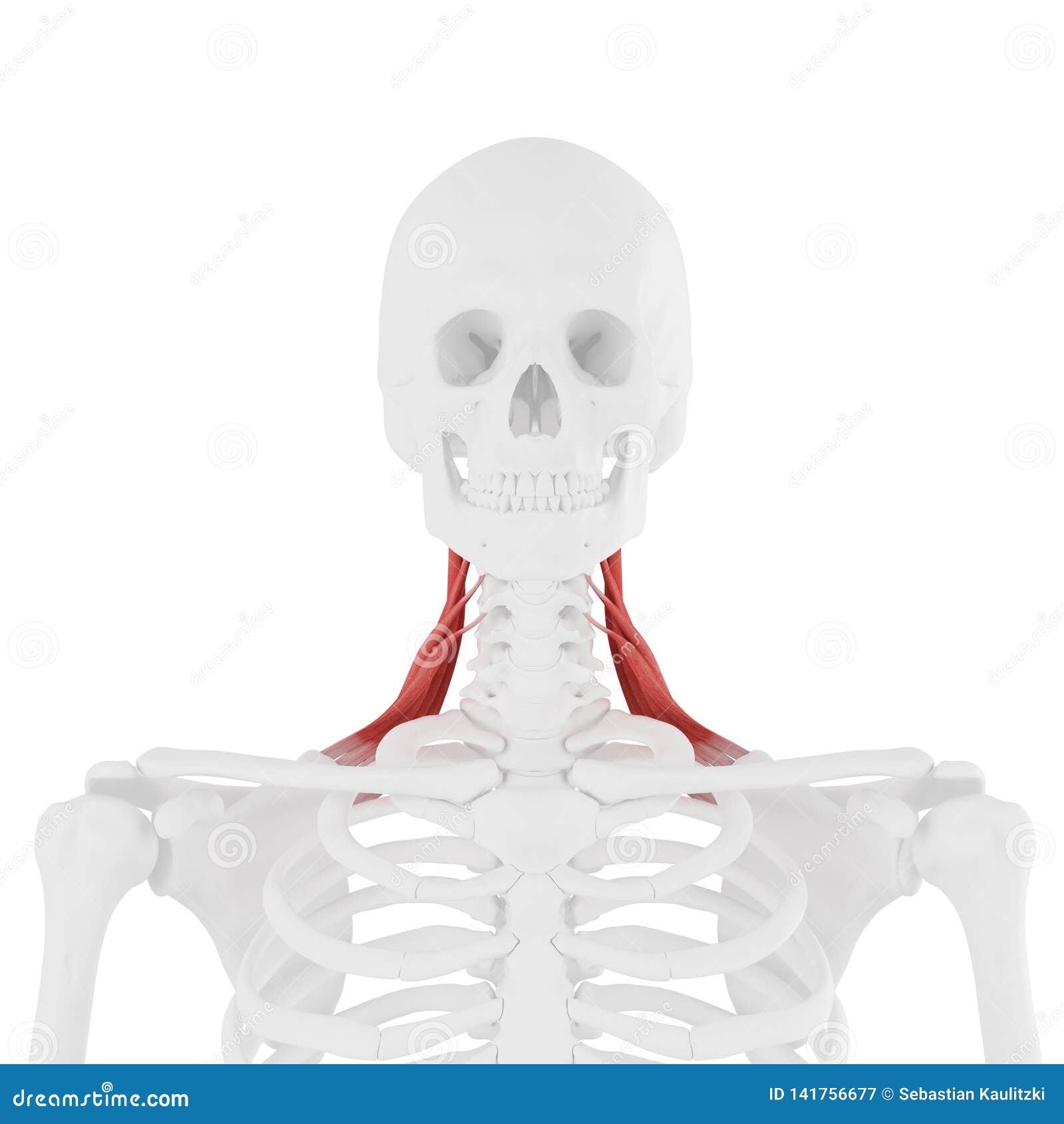 The Levator Scapularis stock illustration. Illustration of graphic ...