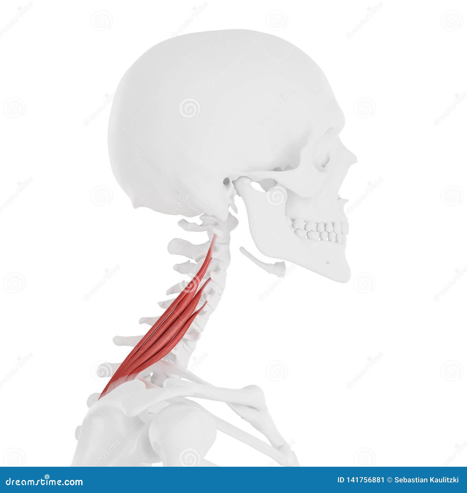 The Levator Scapularis stock illustration. Illustration of rendered ...