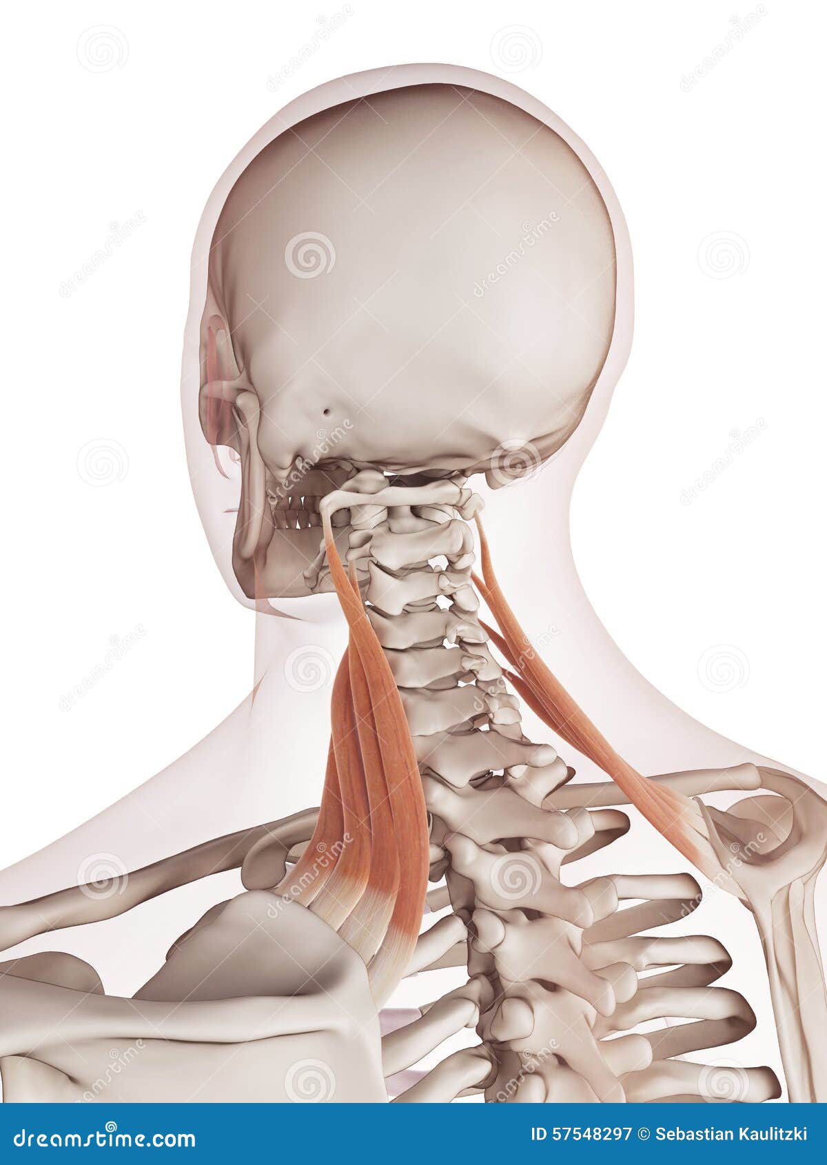 Human Levator Scapulae Muscles On Skeleton Stock Illustration ...