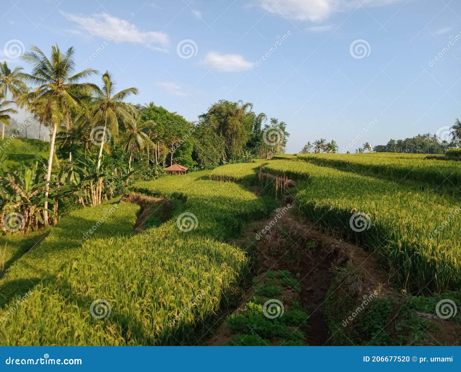 Level of Rice Fields stock photo. Image of rice, level - 206677520